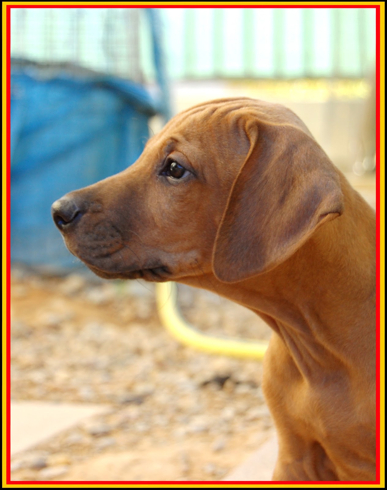 Rhodesian Ridgeback y Vizsla (Braco Húngaro) Criadores España: Fotos ...