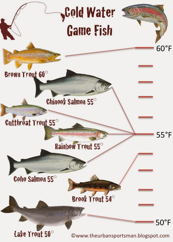 Drop A Line Outdoors, LLC: Understanding Gamefish By Temperature Pt.3 ...