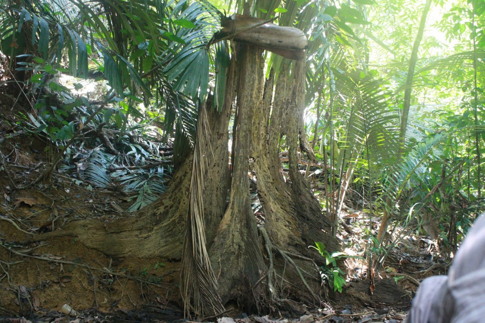 UUM 4x4 Sintok: Tinjauan Hutan Simpan & Air Terjun Sintok (30 - 31 Ogos ...