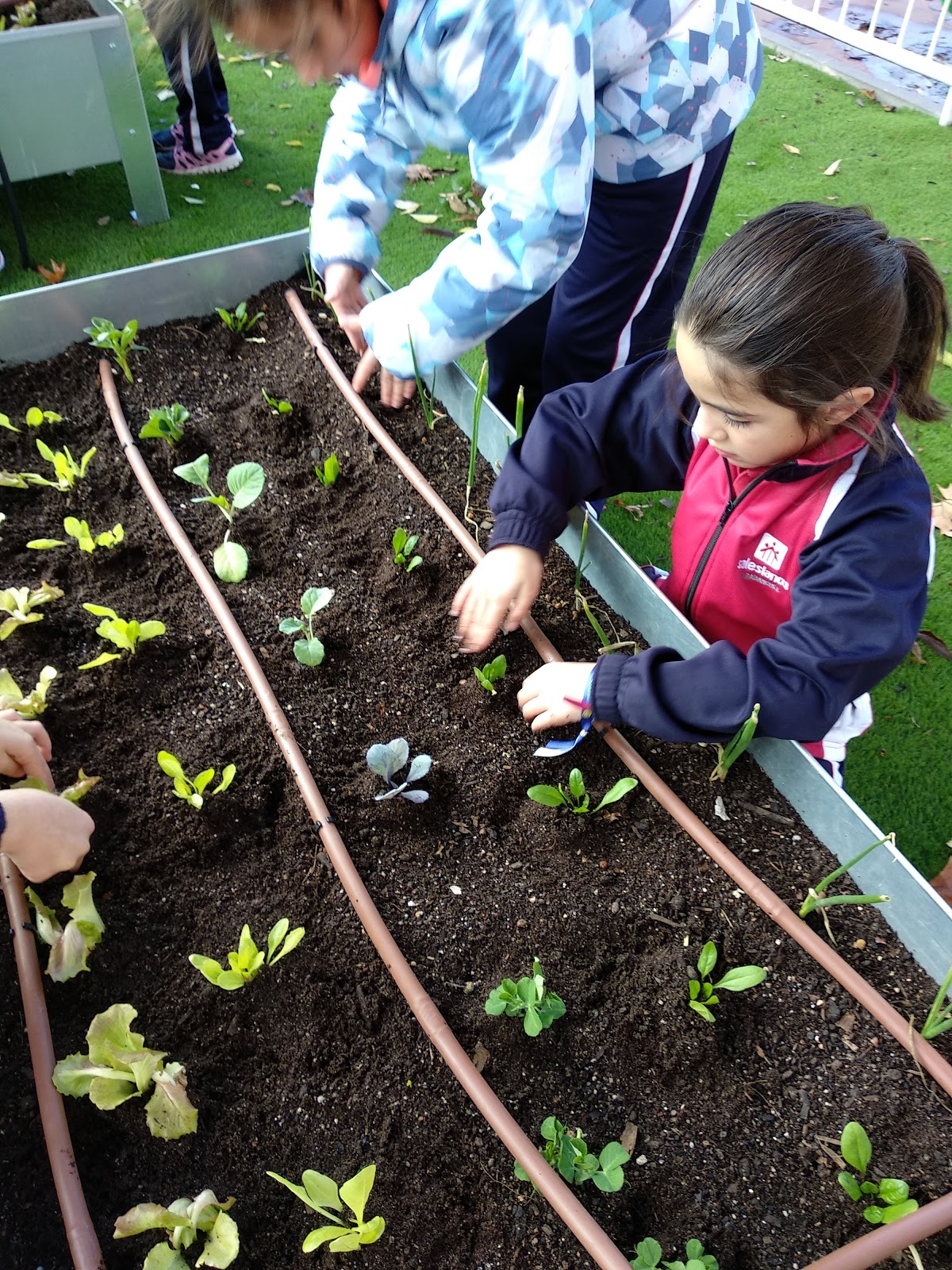 EL HUERTO DE SALESIANOS CARABANCHEL: APORCAR