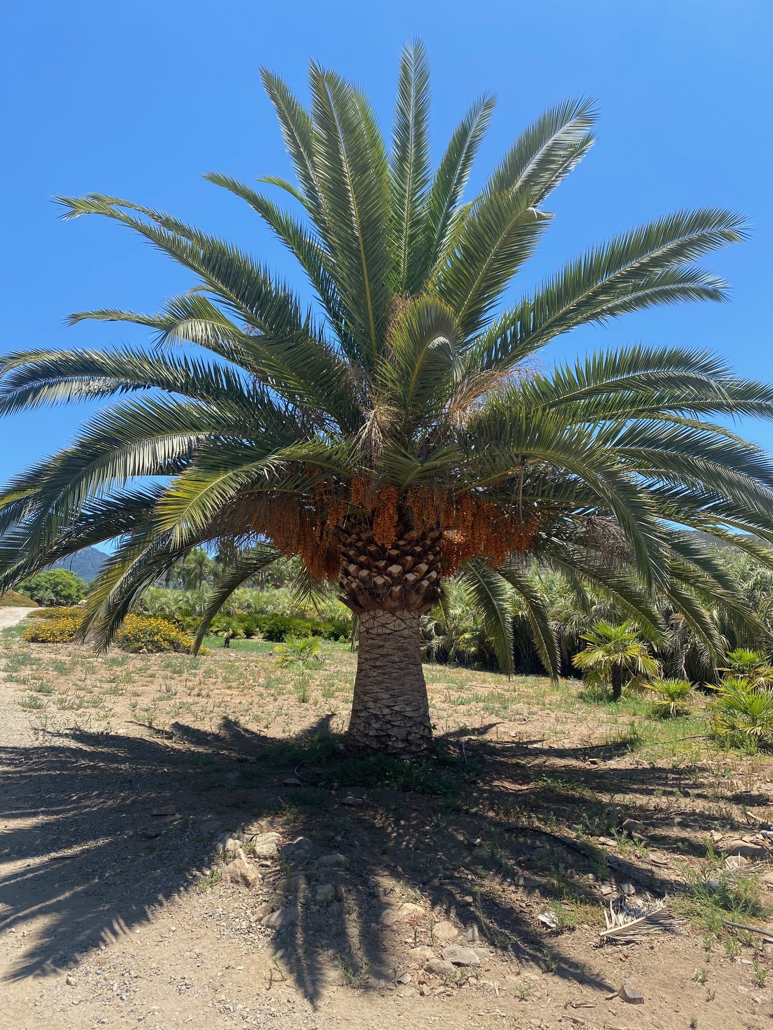 Gregory Palm Farms PHOENIX CANARY ISLAND DATE PALMS STARTING AT 500 gregory-palm-farms-phoenix-canary-island-date-palms-starting-at-500