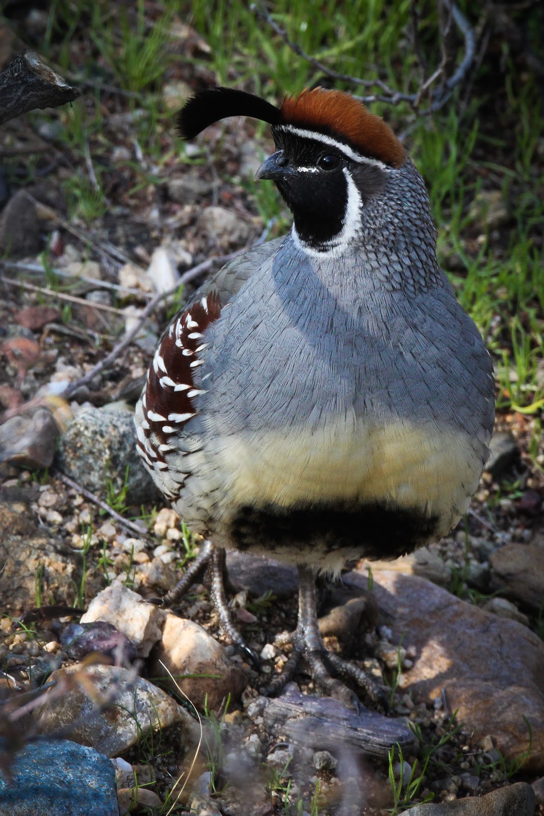 Feather Tailed Stories: Gambel's Quail