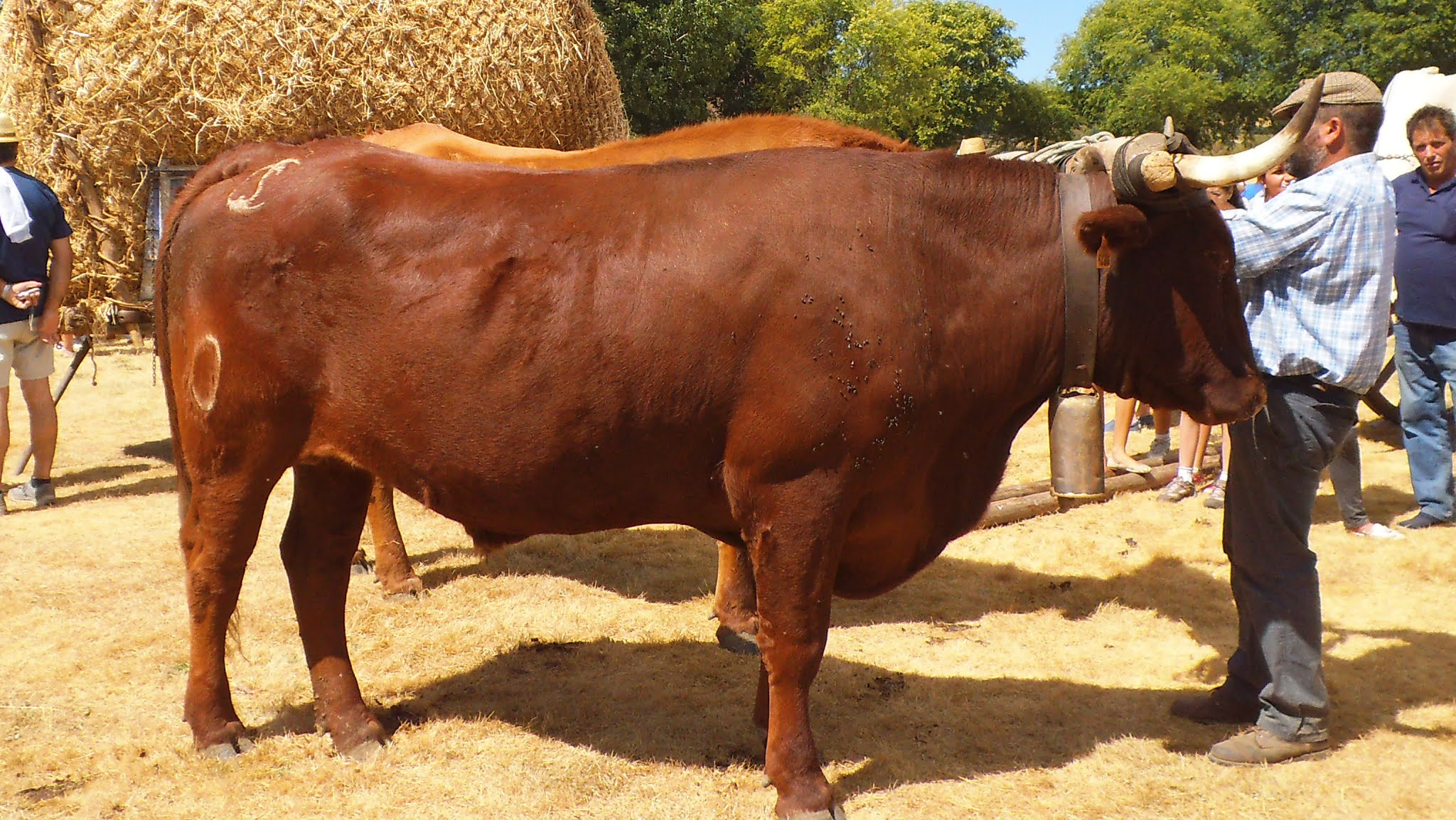 EL CUADERNO DE SILVESTRE: LA VACA RETINTA