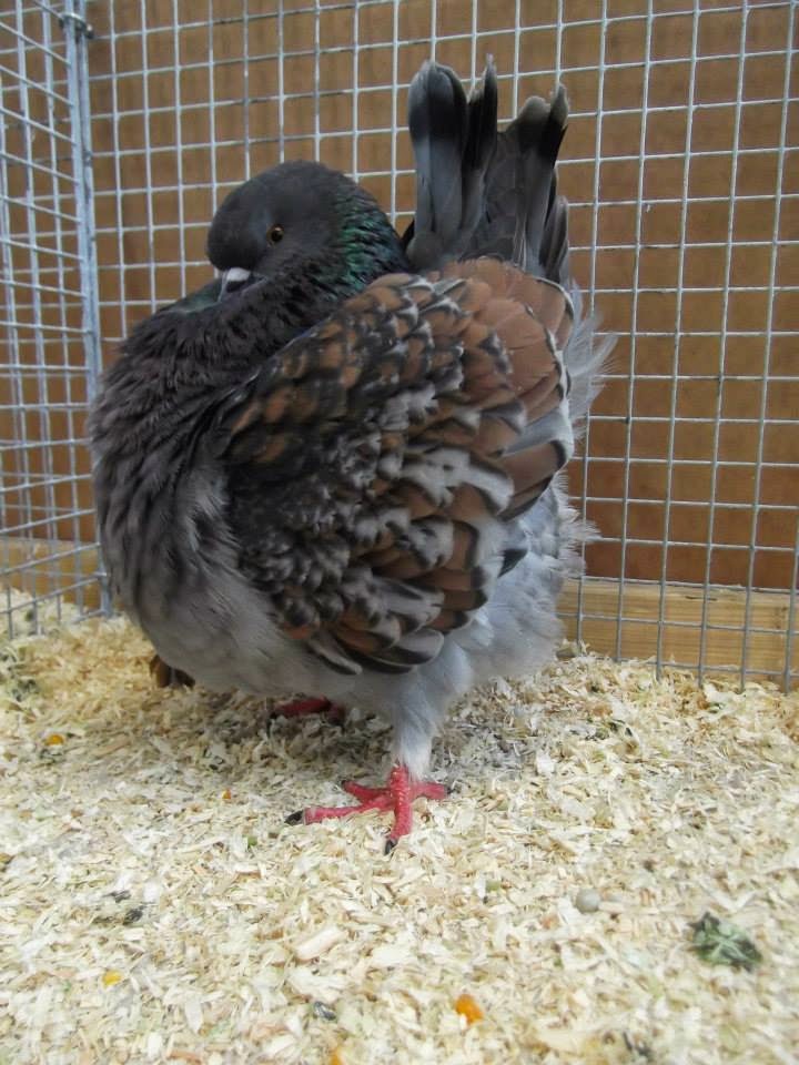 Fancy Pigeon Breeds: Modena Pigeons