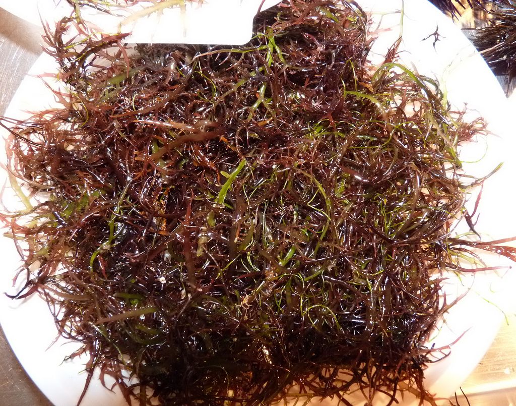 "U Mauru", le 3 Sorprendenti Cose che Devi Sapere sull'Insalata ...