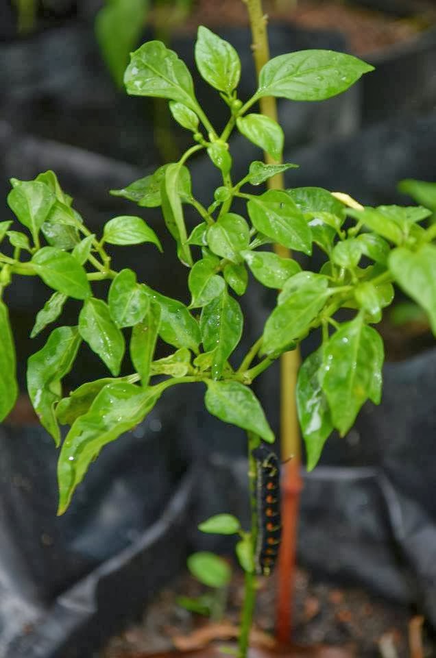 from my garden: Bird eyes chilies (lada burung)