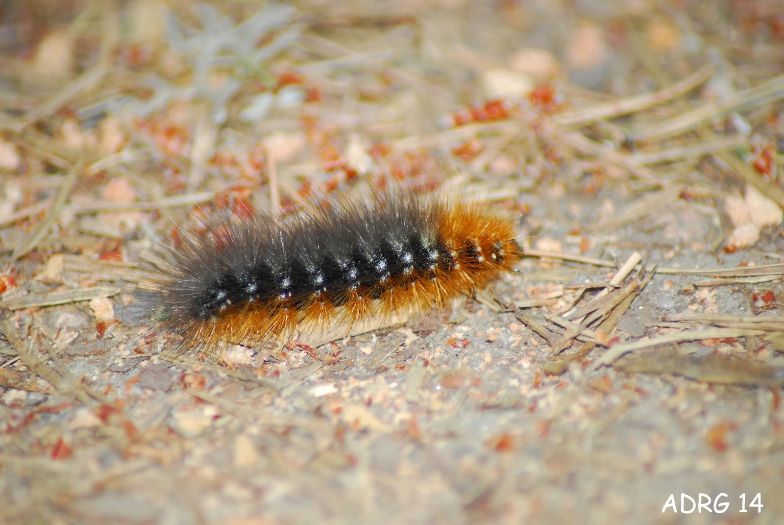 UN AMBIENTALISTA: Tiempo de orugas