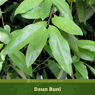 Ciri Ciri Pohon Buni / Wuni (Antidesma bunius) Di Alam Liar ...
