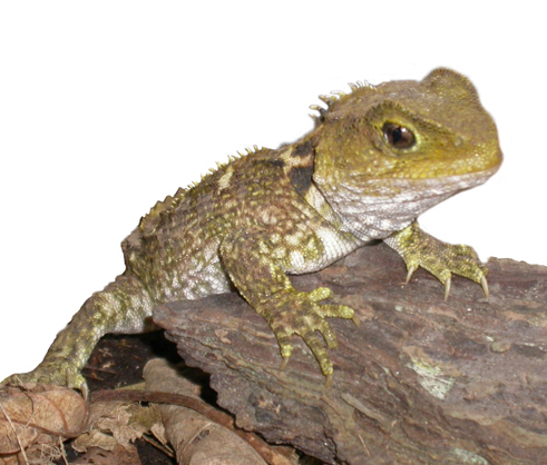 Tuatara | Animal Wildlife