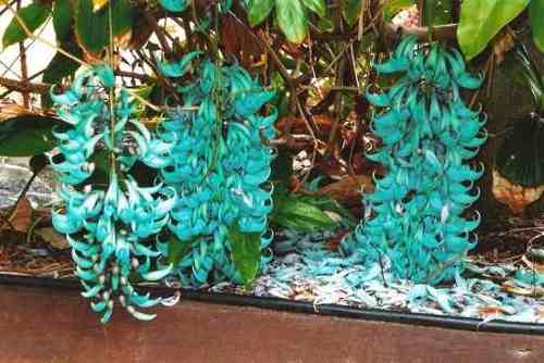 El Coleccionista De Plantas