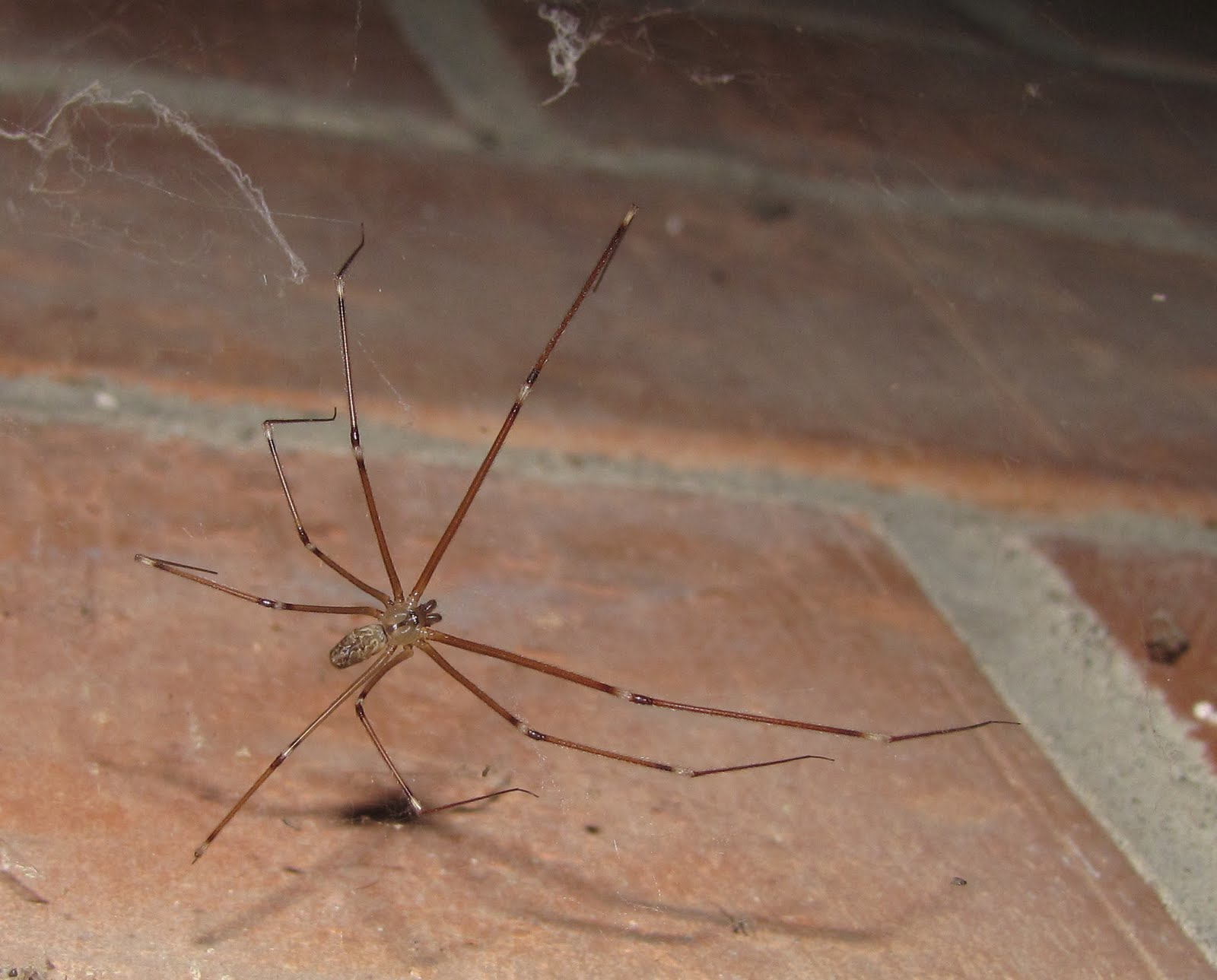 Bug Eric: Spider Sunday: Marbled Cellar Spider