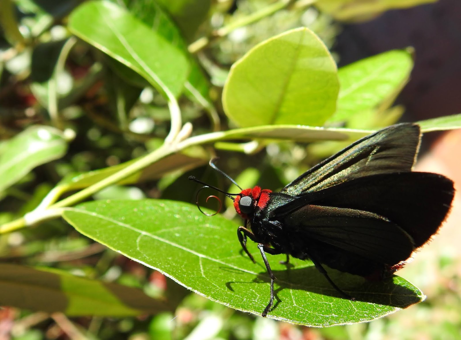 Chacra Educativa Santa Lucía: Mariposa “DIABLITO” y su metamorfosis