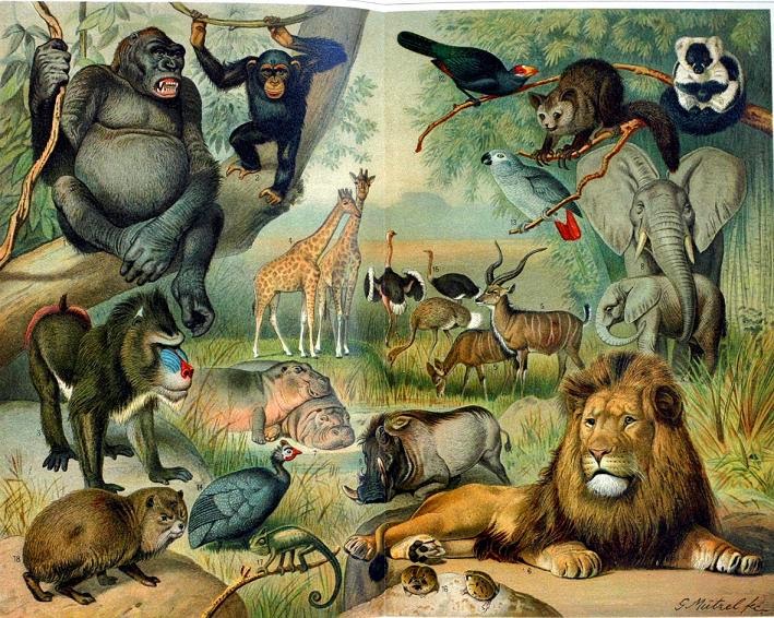 El Rincon del Conocer: FAUNA Y FLORA