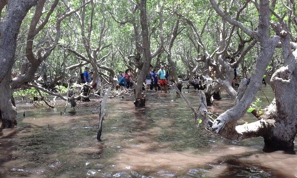 Mangroves: MANGROVES IN BACOLOD, LANAO DEL NORTE, PHILIPPINES