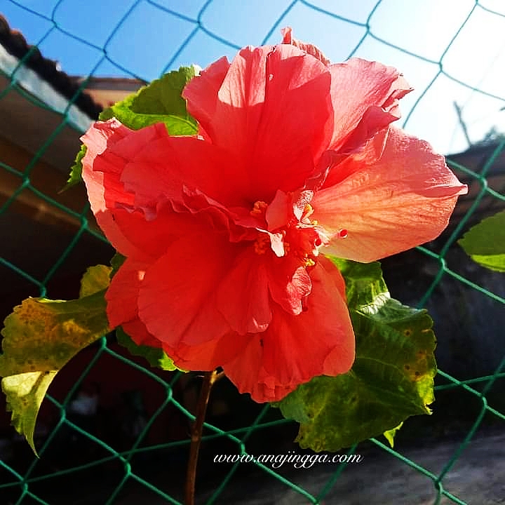 Koleksi bunga raya di laman AJ