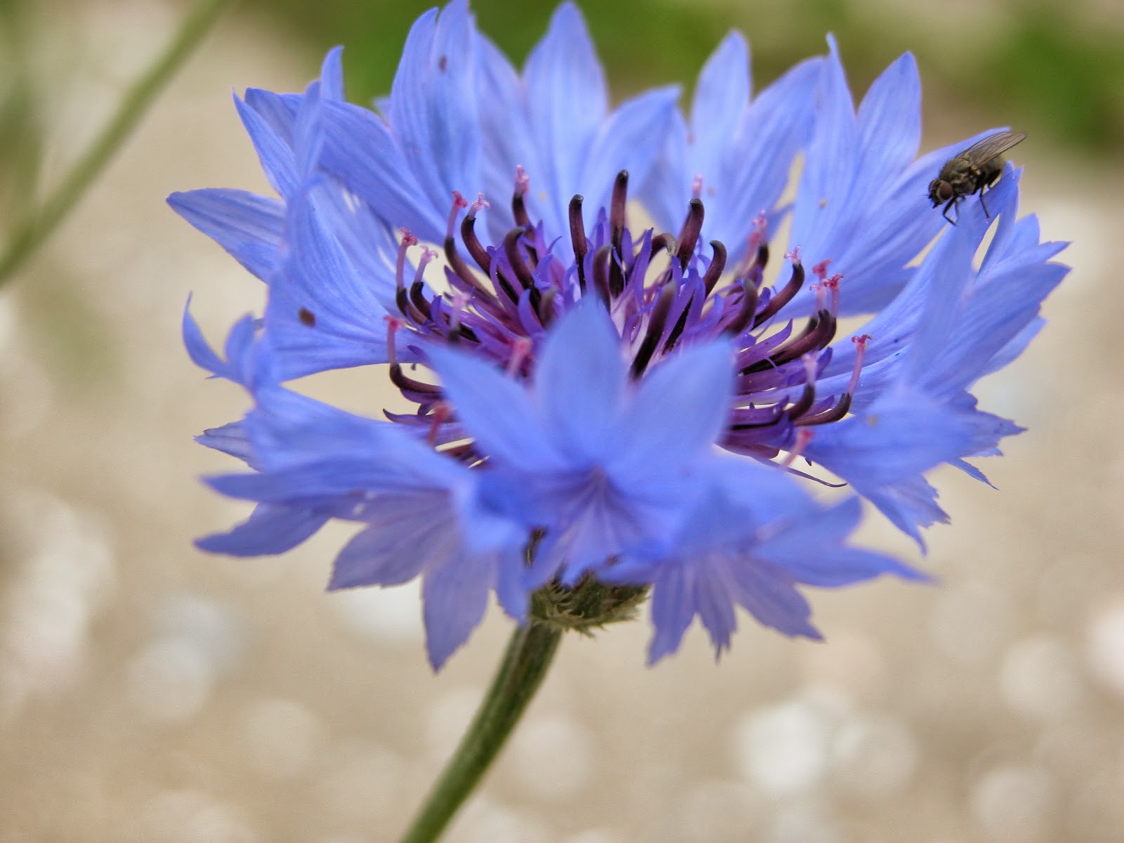 Flower Homes: Centaurea Cyanus Flowers