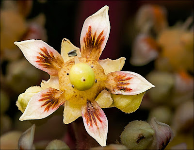 2021 Vasantha Utsavam at Arunachaleswarar Temple - ARUNACHALA GRACE