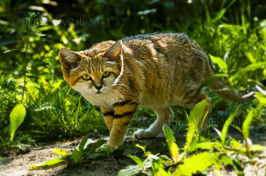Ministry of sand cats vivid images and lovely | Gallery Wallpaper HD