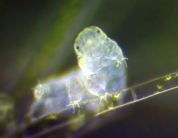 Preludes' Blog of Words: Why Water Bears Are the Most Bad-Ass Creatures ...