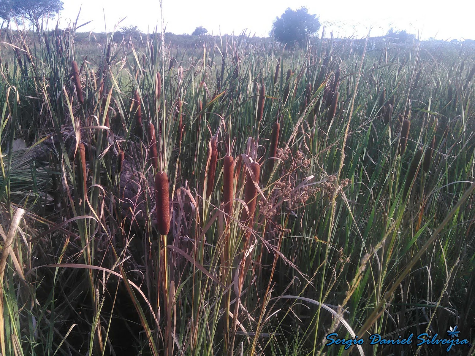 Flora Nativa de Entre Rios