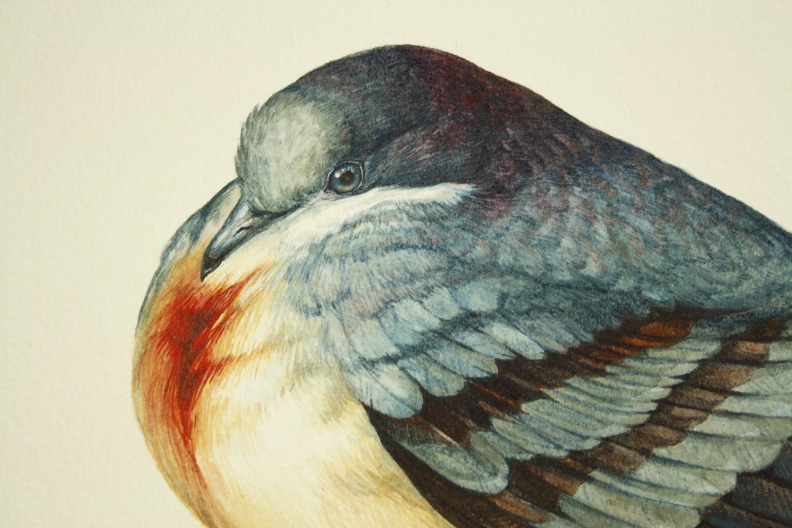 K.K. Arts: Luzon Bleeding-Heart Dove Painting