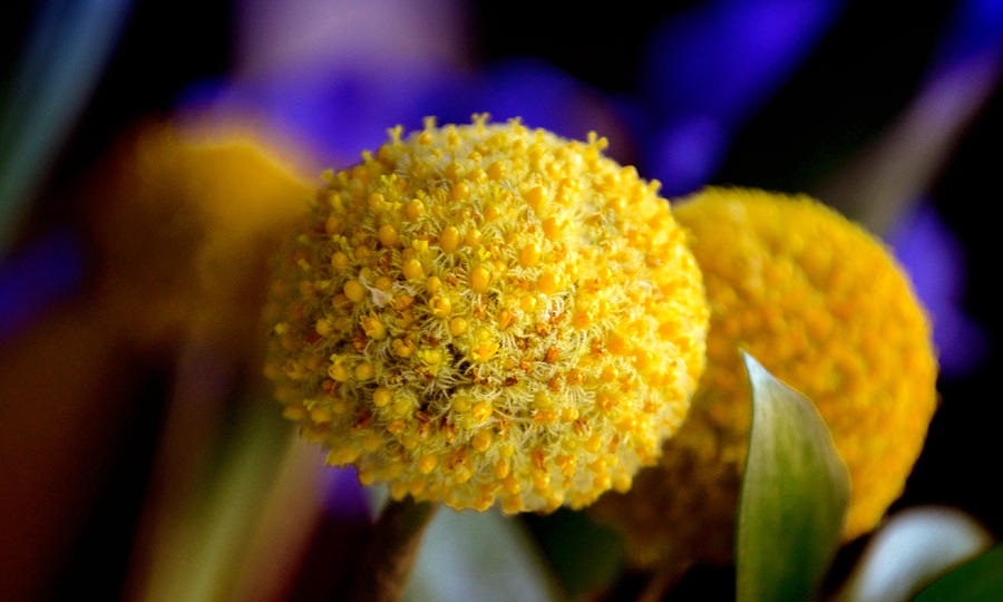 Beauty Of Flowers: Billy buttons