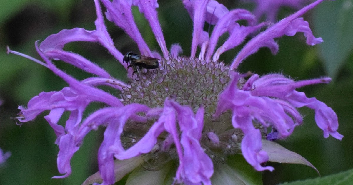 Using Georgia Native Plants: Cultivated Varieties of Native Plants