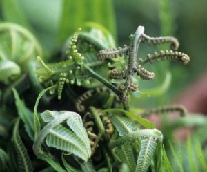 ☆Brenda and Leegek's blog ☆: Traditional Iban Food