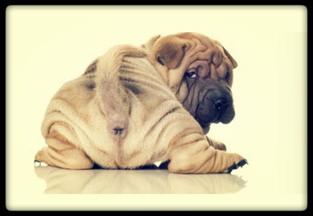 Candy Pets: Comportement: La coprophagie chez le chien