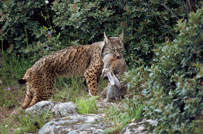 Iberian lynx Facts And Latest Images | All Wildlife Photographs