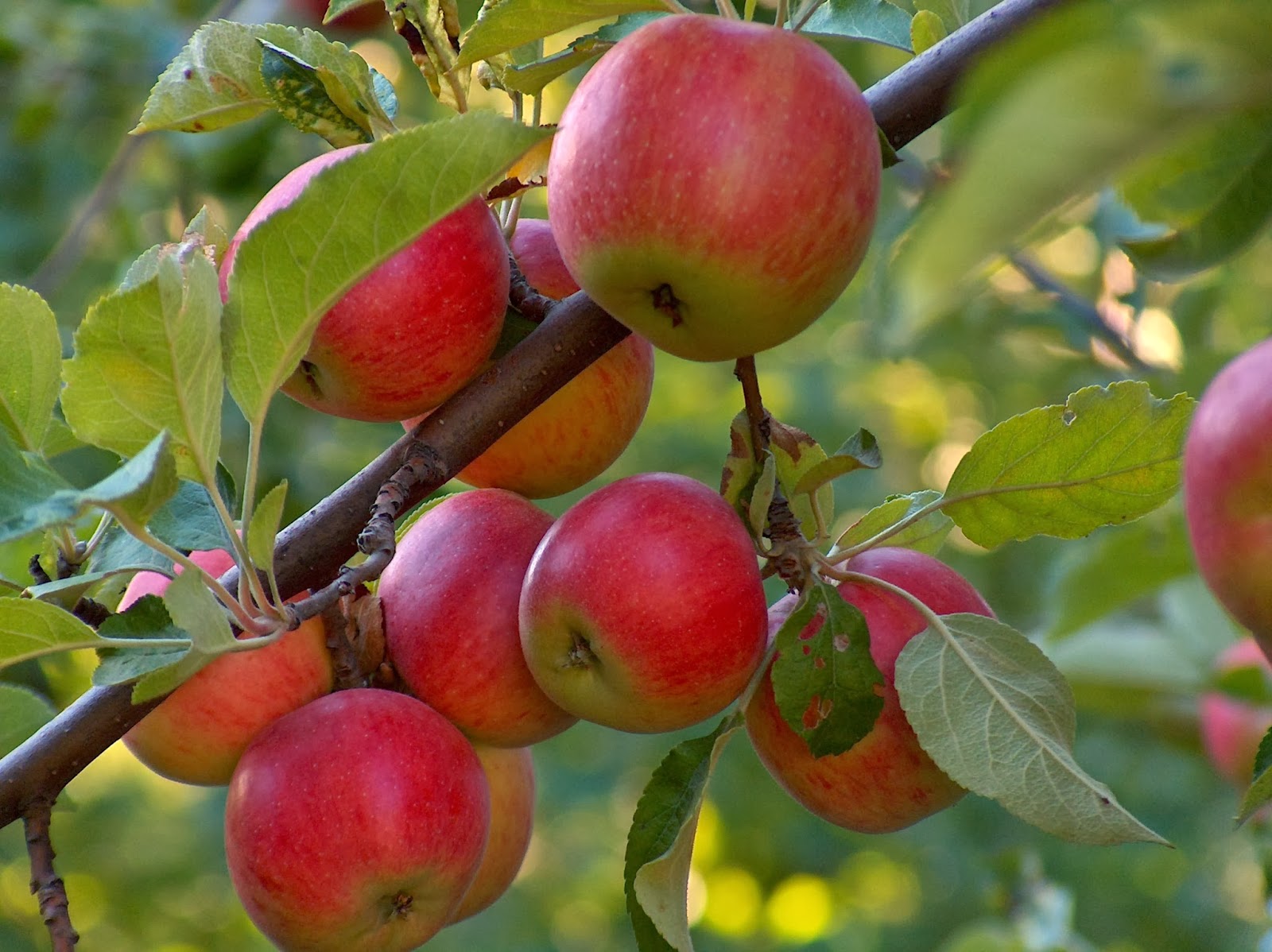Yeshua = God: Song of Solomon - Under the Apple Tree