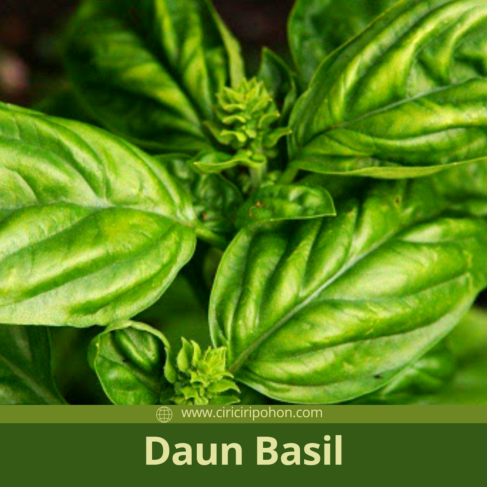 9 Benefit Daun Pohon Basil yang Jarang Diketahui - Ciriciripohon.com