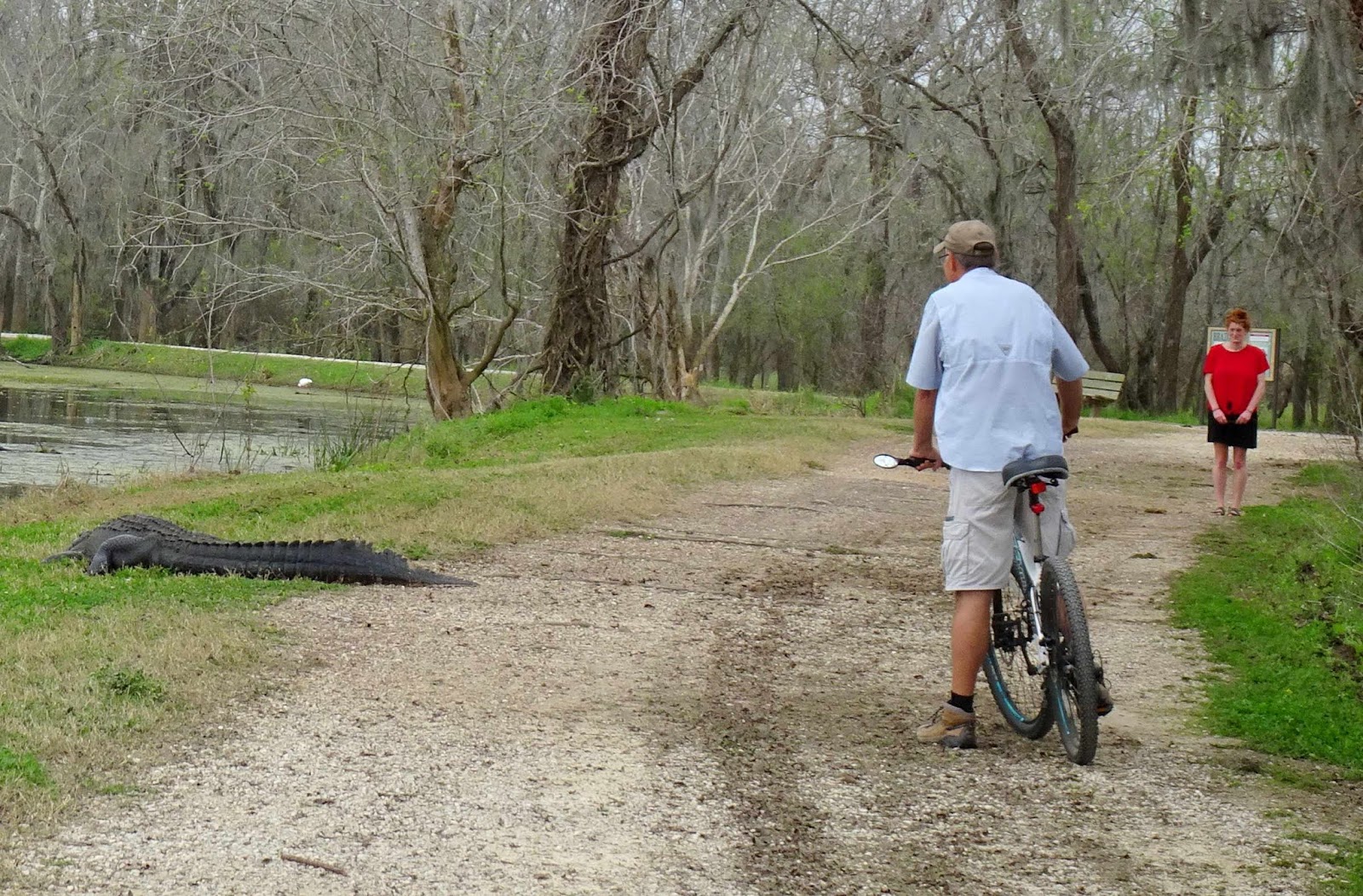 Wandering His Wonders: Can you guess how many alligators we saw today?