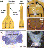 DARPA Nerve probe controls cyborg moth in flight | NextBigFuture.com