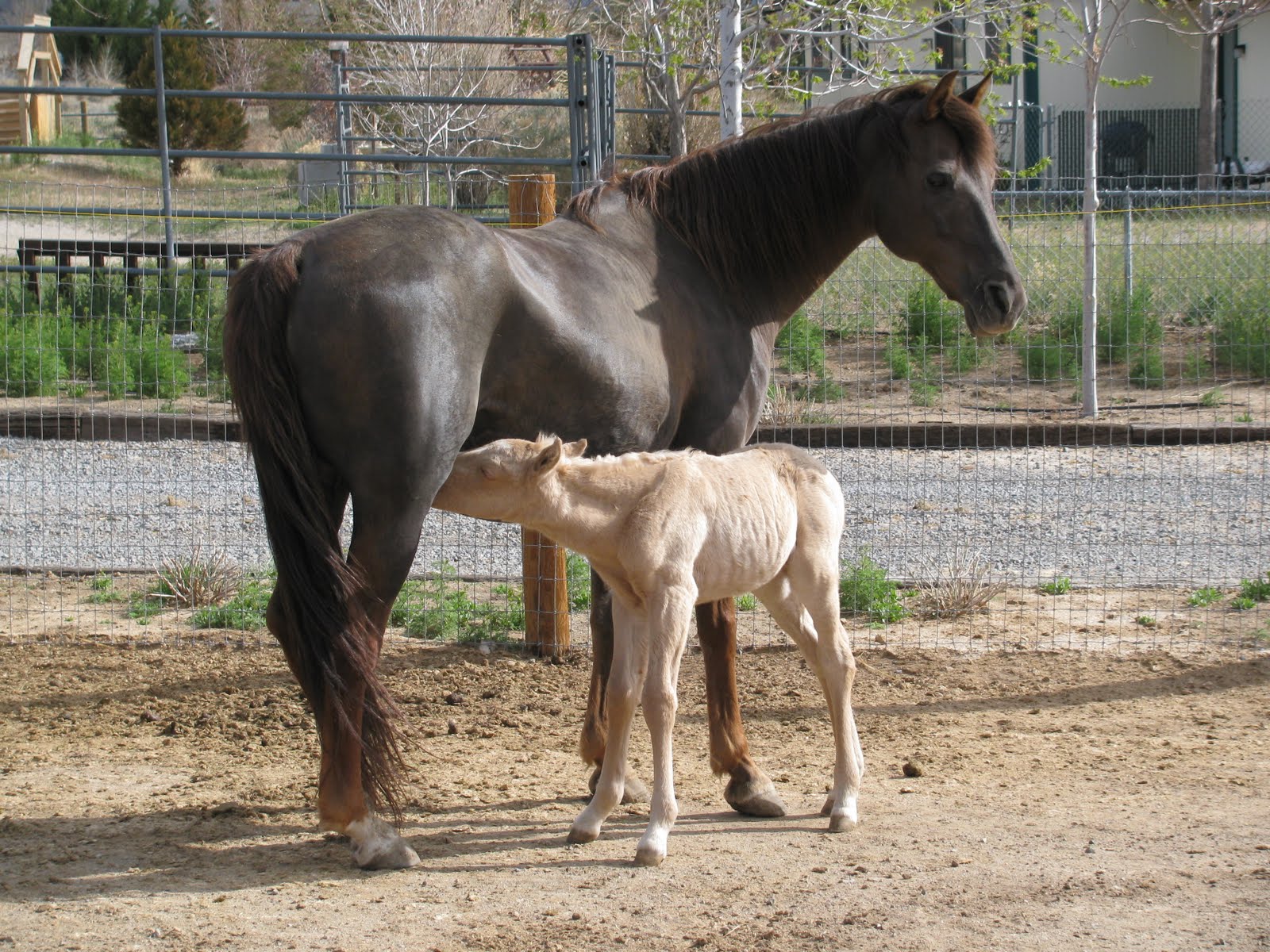 High Desert Veterinary Tales: 02/01/2017 - 03/01/2017