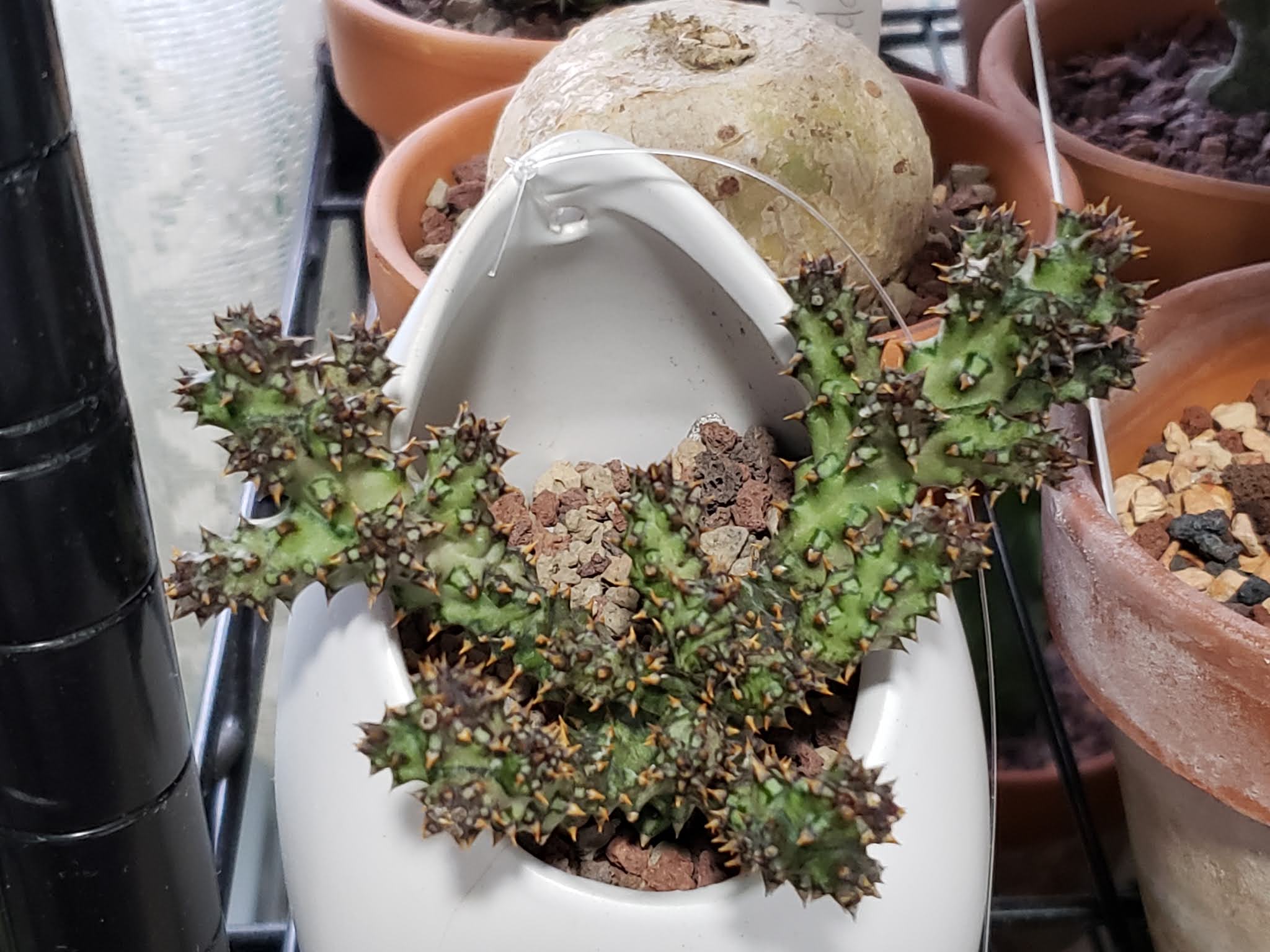 Sunshine in the Garden : Edithcolea grandis 'wamba road'