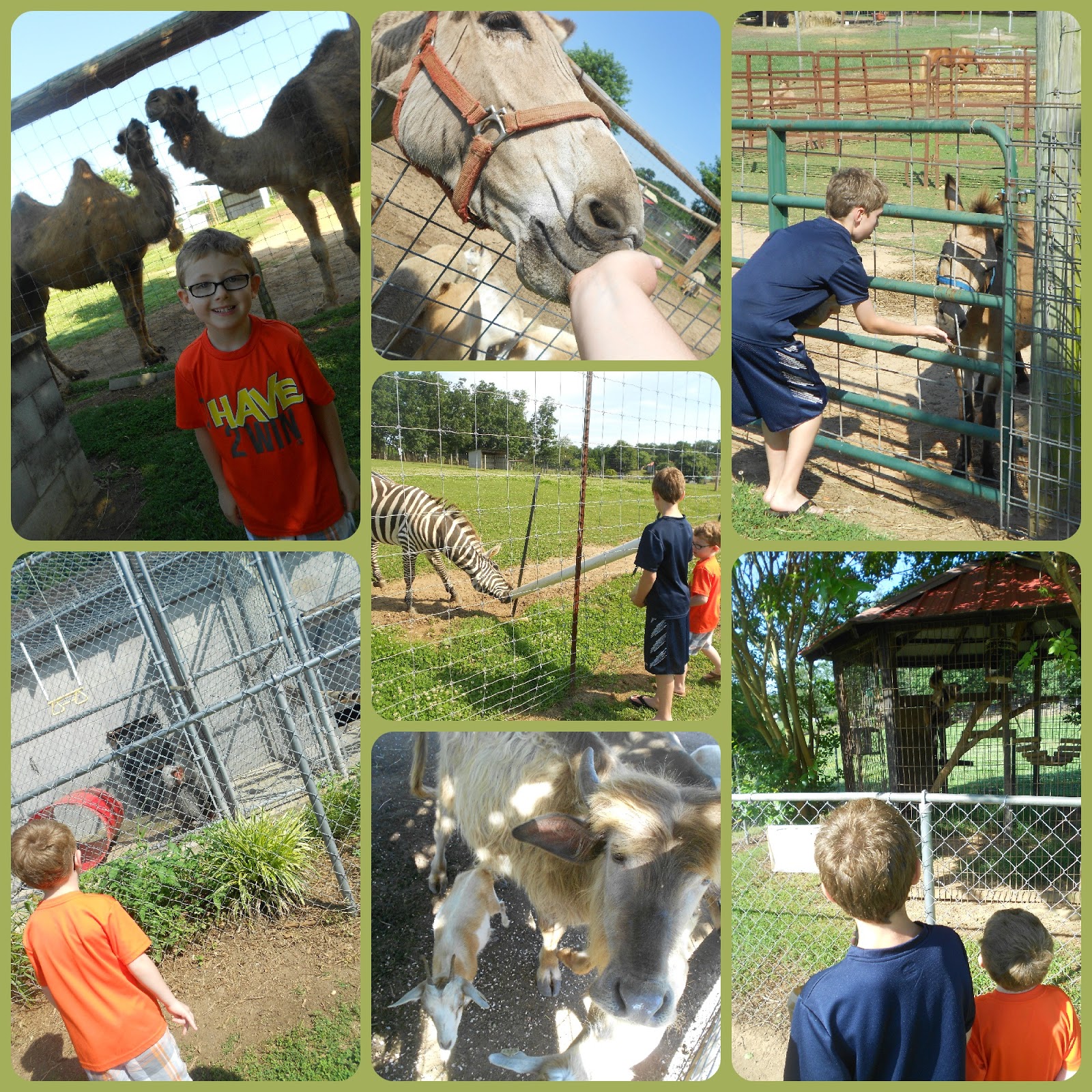 Canvassing Carolina : Buffalo Beals Animal Park