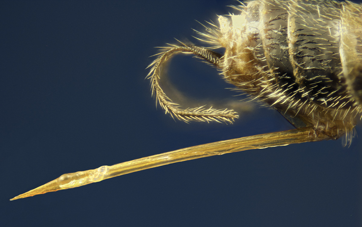 Utgångspunkt 63° 31,x' N - 22° 31,x' O: Ur silkestott. Del 2