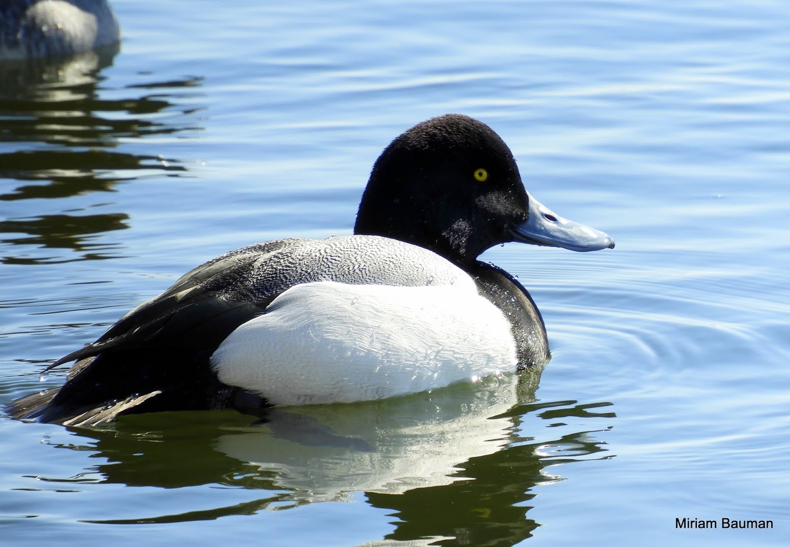 Waterloo Region Nature Annual Field Trip to North Shore of Lake Ontario ...