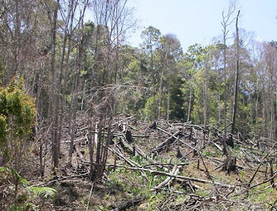PENGERTIAN DEFINISI ISTILAH ARTI KATA: KERUSAKAN HUTAN MENYEBABKAN BENCANA
