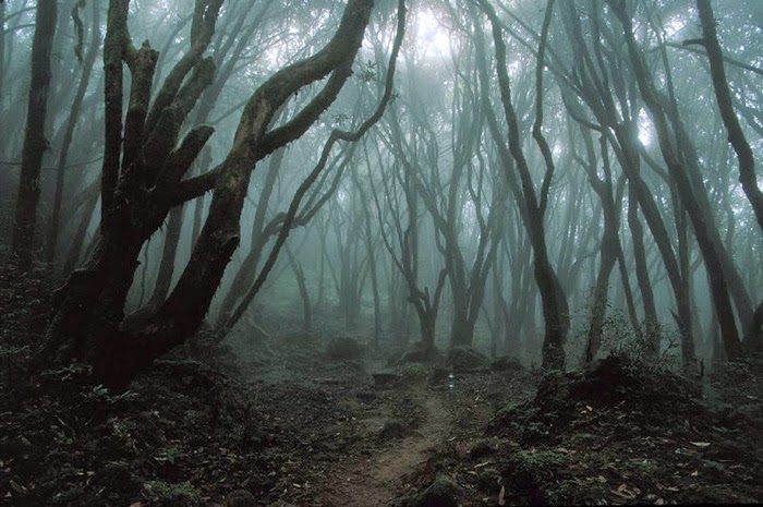 5 Extremely Creepy & Haunted Forests
