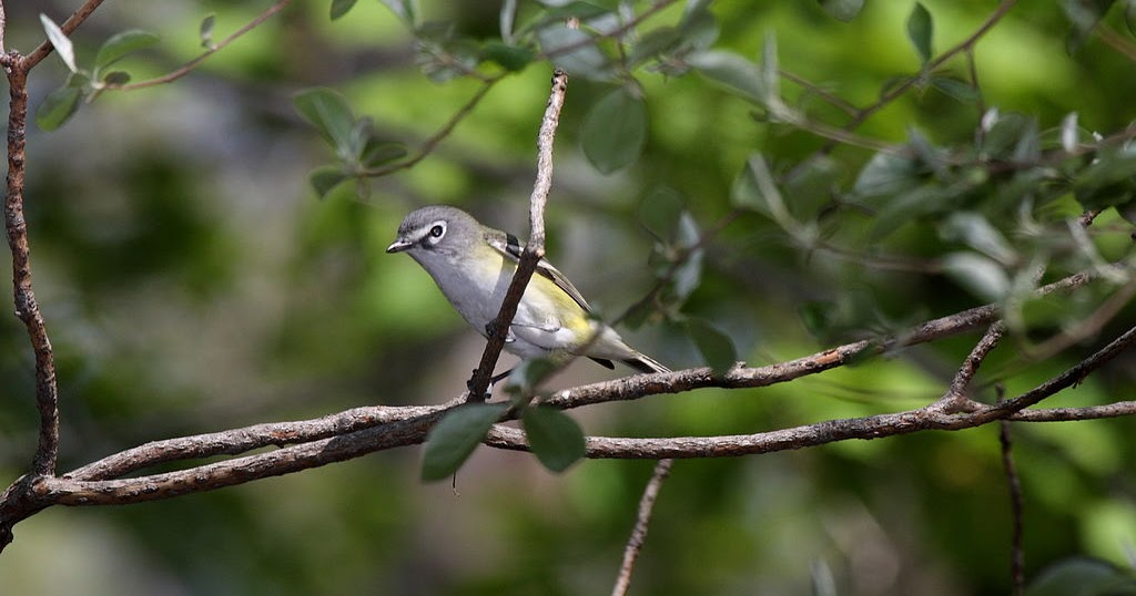 BLUE-HEADED VIREO