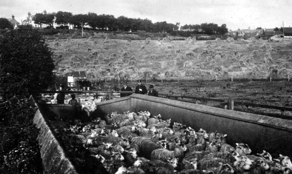 Tour Scotland: Old Photograph Sheep Dip Maud Scotland