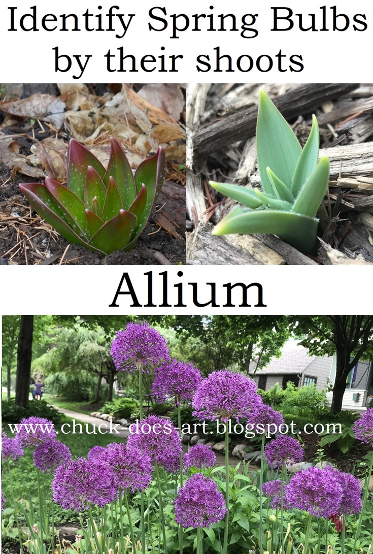 Chuck Does Art: Identifying bulbs growing in early spring by shoots