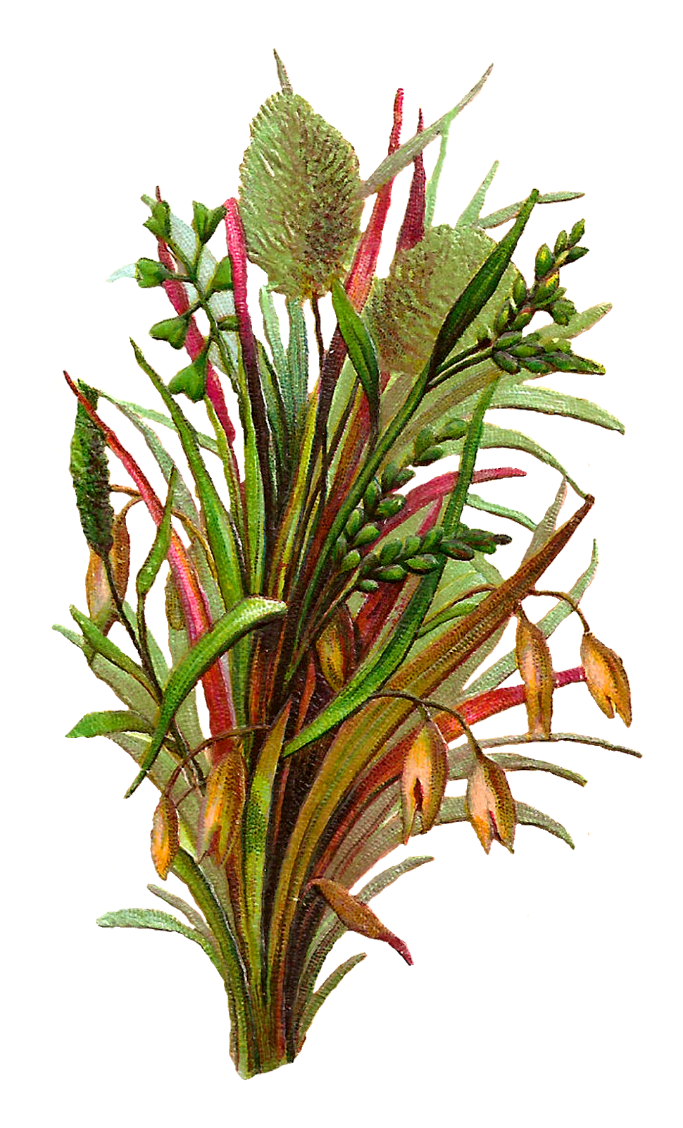 Antique Images: Wild Grasses Free Printable Botanical Artwork ...