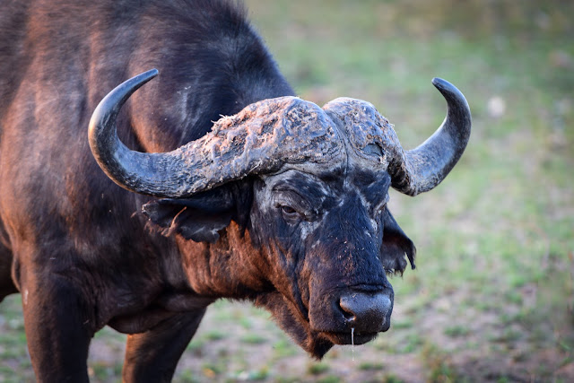 Martin Tyler's Blog: Leopard Hills Safari Adventure