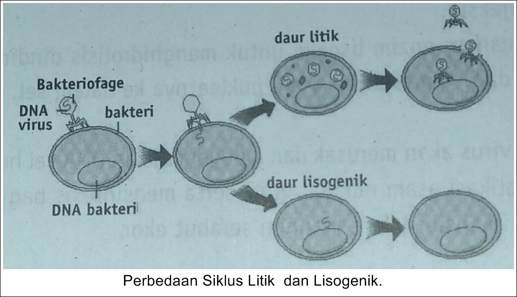 Rangkuman Materi Virus (Karakteristik Viris, Perkembangan Virus ...