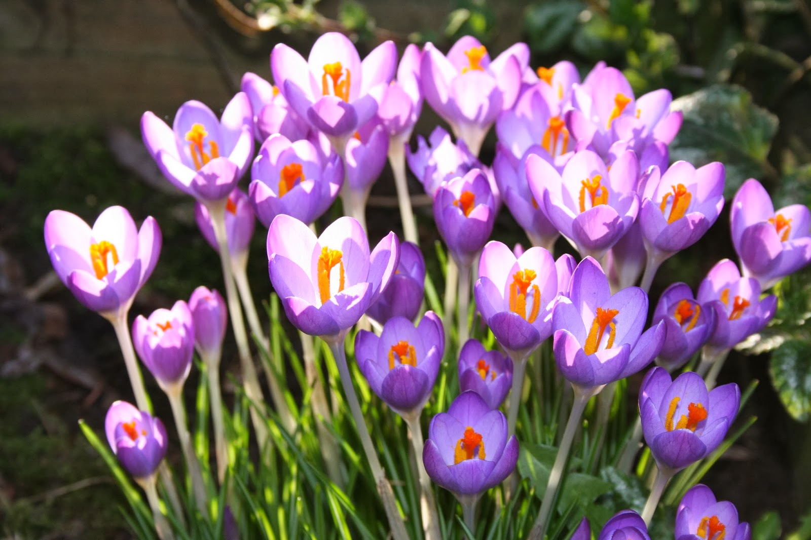 Tuinontwerp | Tuinatelier Herman & Vermeulen : De mooiste krokus