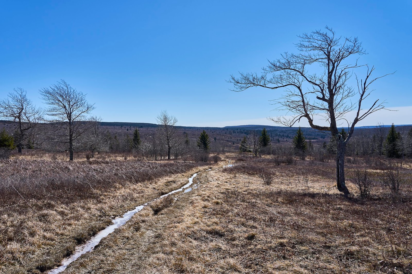 Dolly Sods spring | Backcountry Post