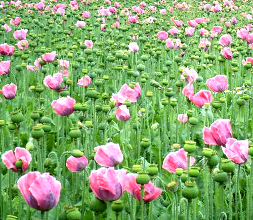 ...che mondo buCANEve...!